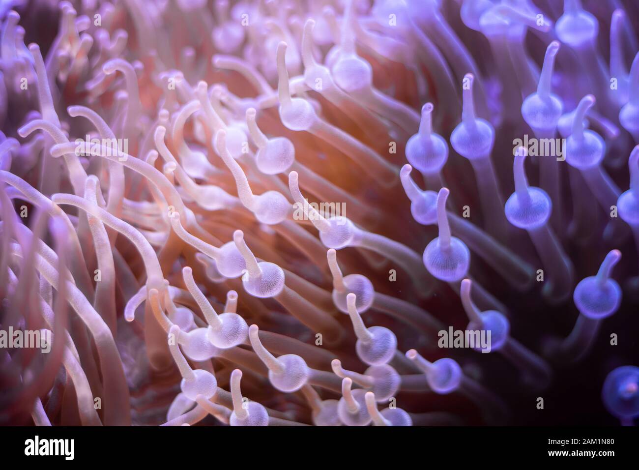 Background of colorful coral corals in the deep sea. Macro shot of ...