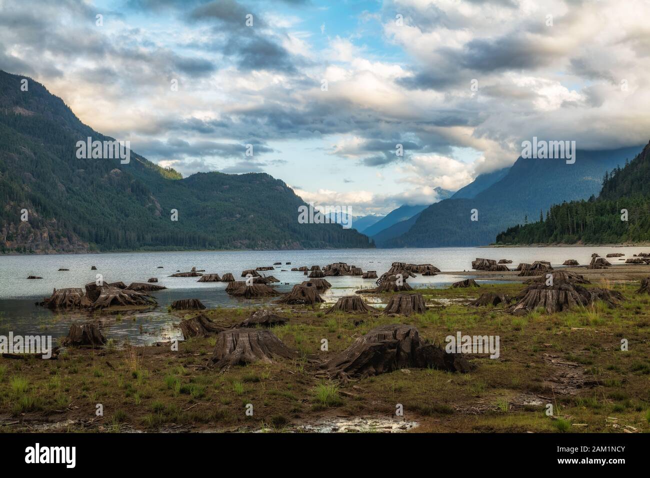 Tree stumps from logging along the shore of a beautiful lake with ...