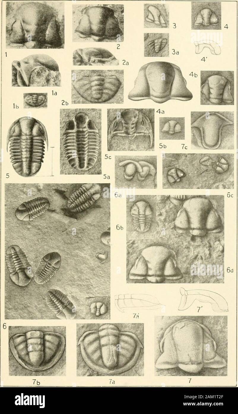 Smithsonian miscellaneous collections . ral specimens ofthe cranidium ...