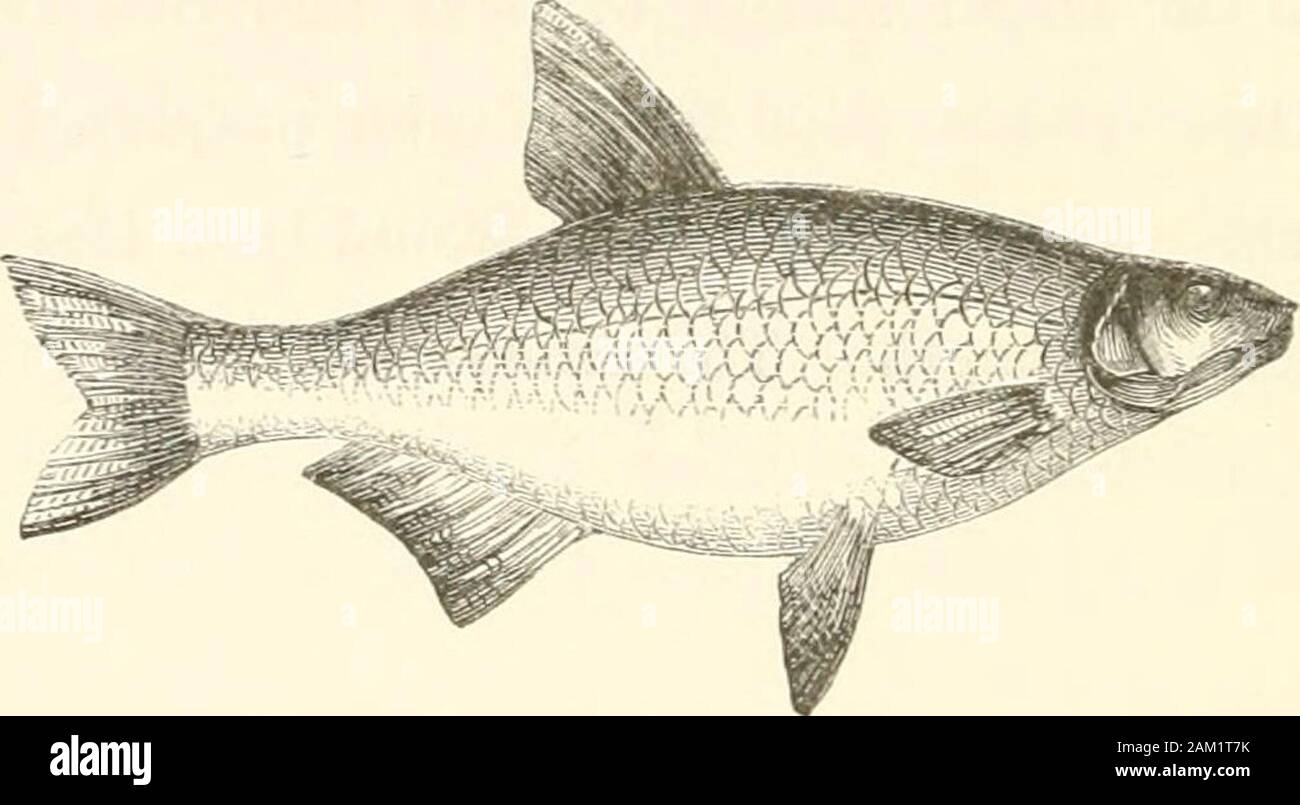 Operculum fish hi-res stock photography and images - Alamy