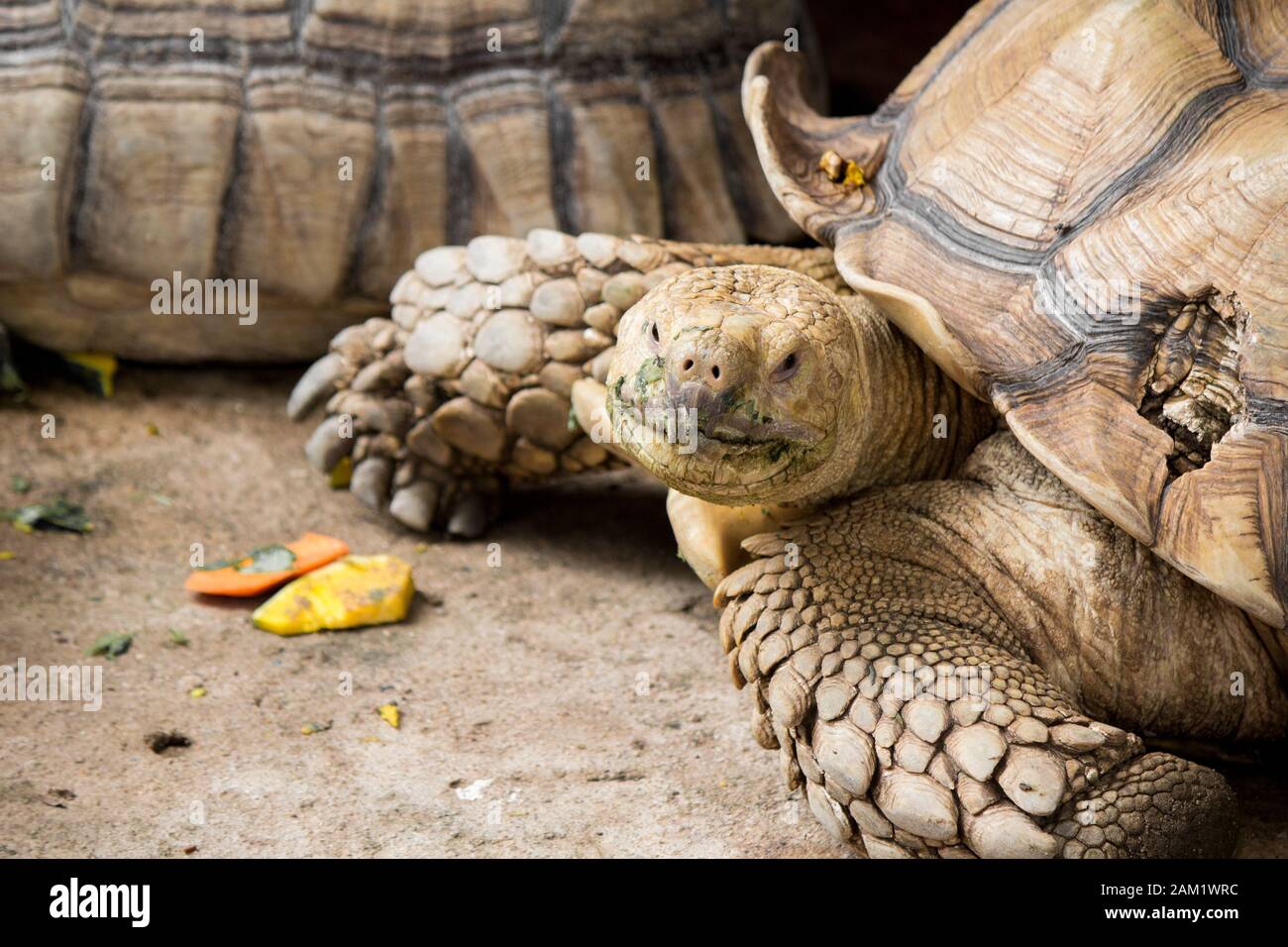 Sulcata tortoise is in the nature of wild animals Stock Photo - Alamy