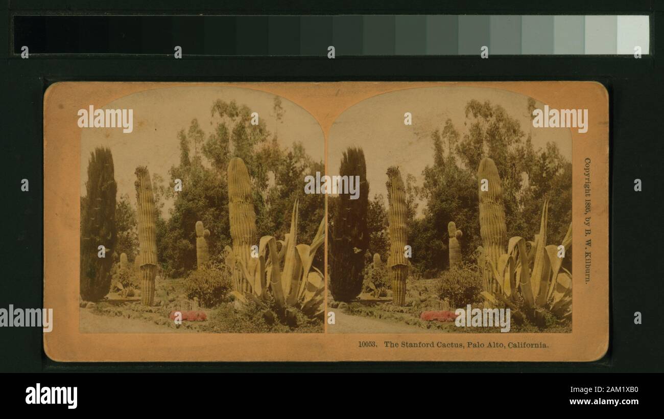 The Standard Cactus, Palo Alto, California The Standard Cactus, Palo ...