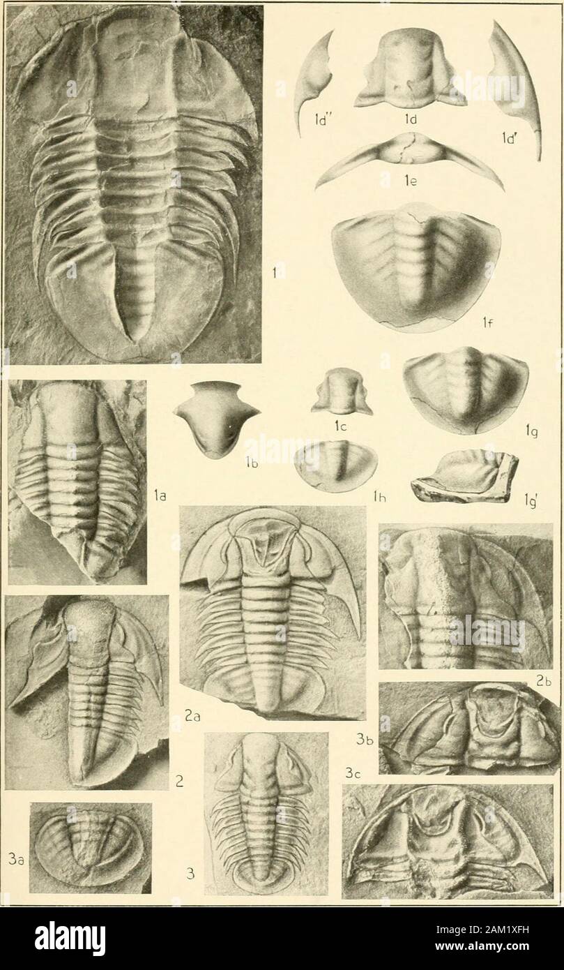 Smithsonian miscellaneous collections . tural size.) Dorsal and side ...