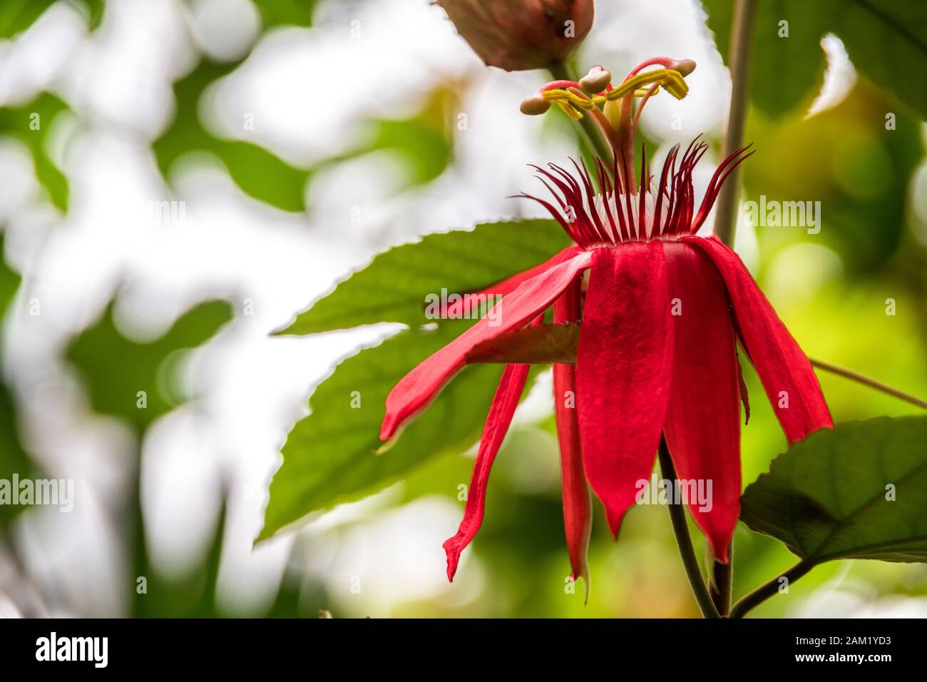 Passiflora vitifolia hi-res stock photography and images - Alamy