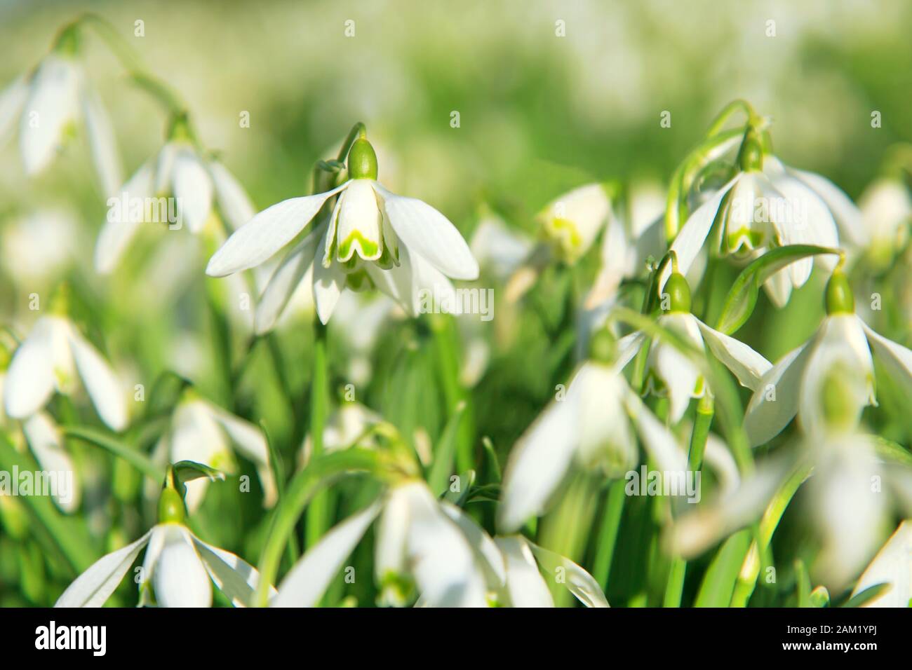 flower nature life Stock Photo - Alamy