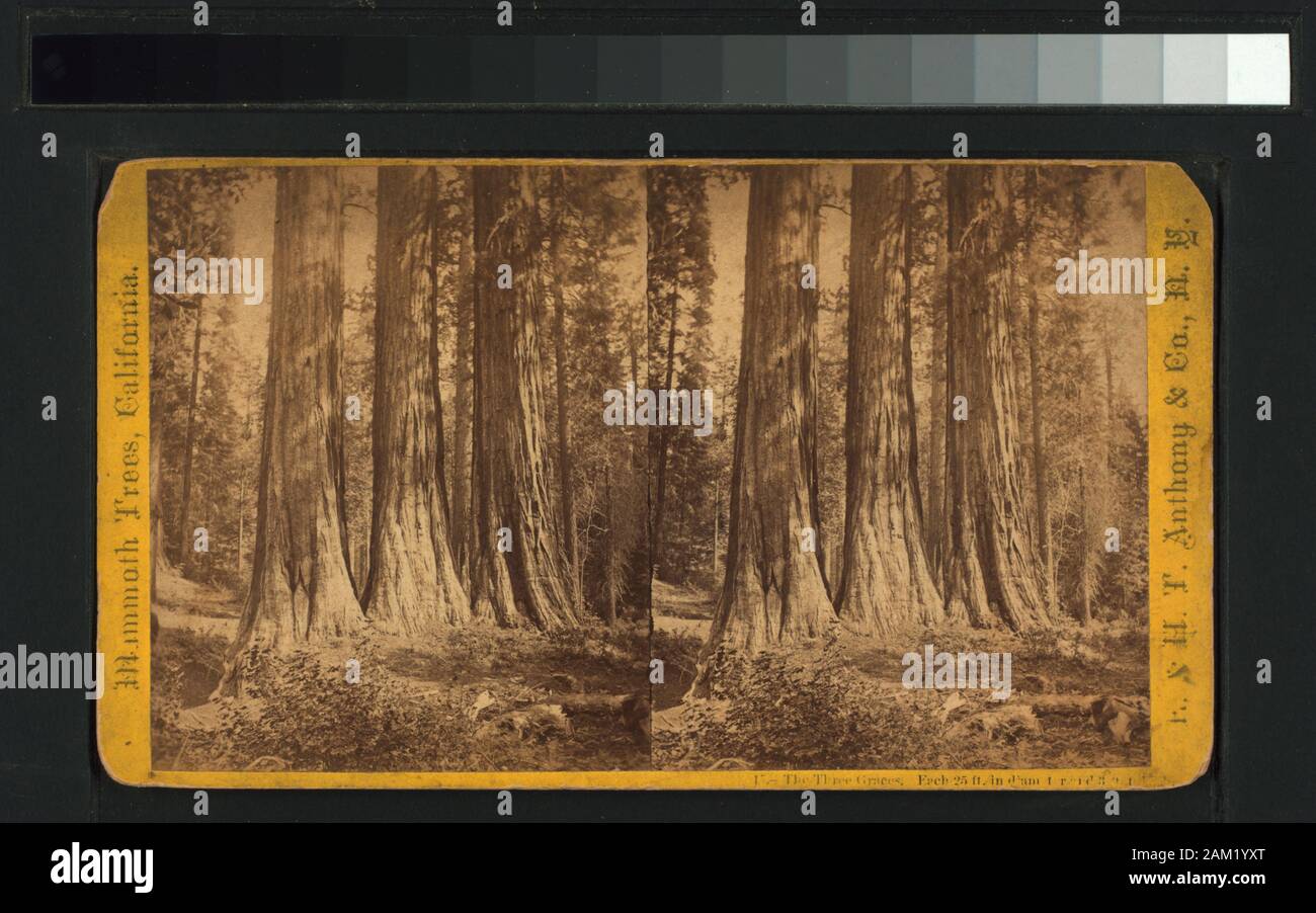 The Three Graces, Fach 25 ft in diameter by E. & H. T. Anthony.; The ...