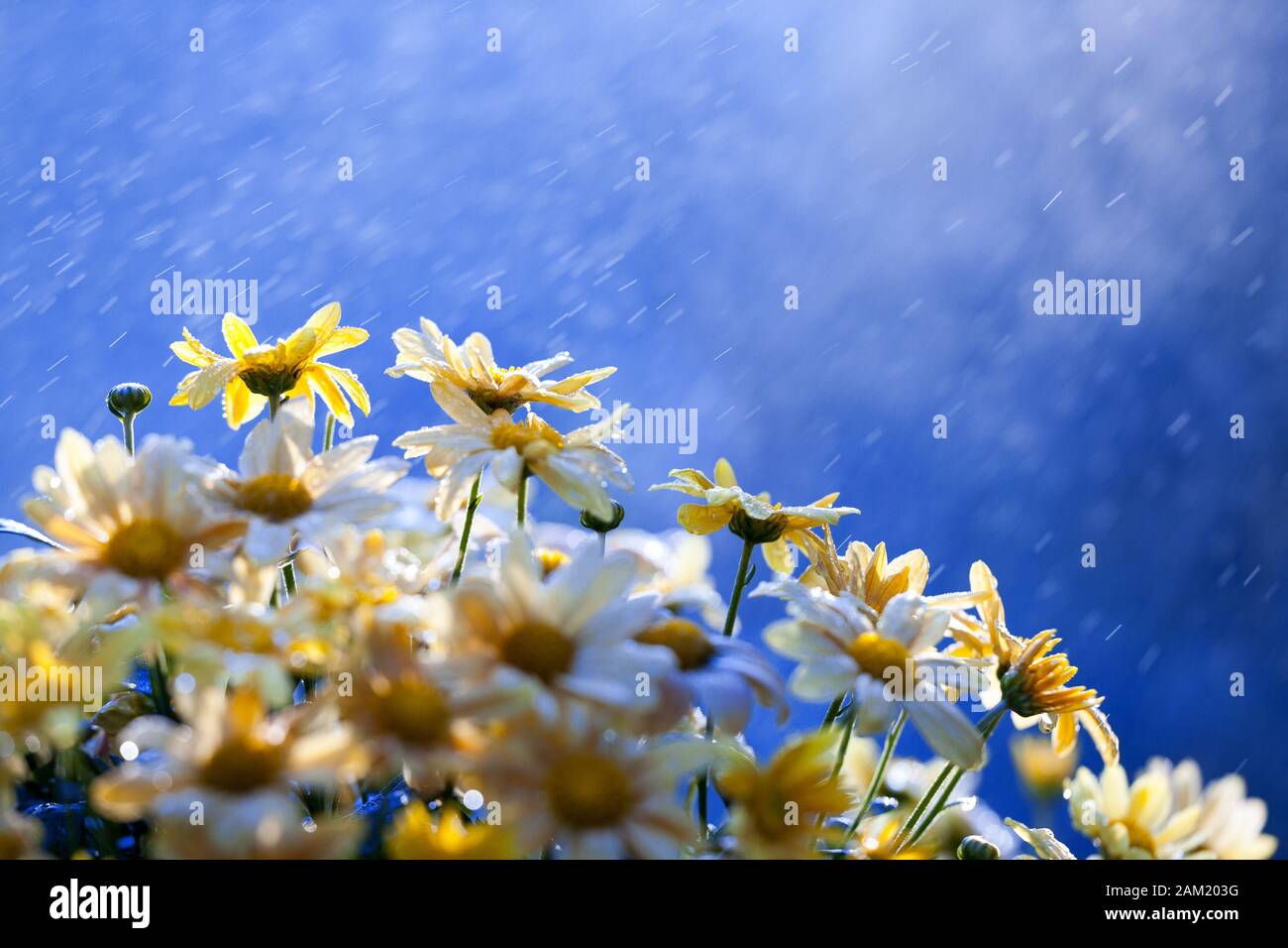 spring nature forest sprout Stock Photo - Alamy