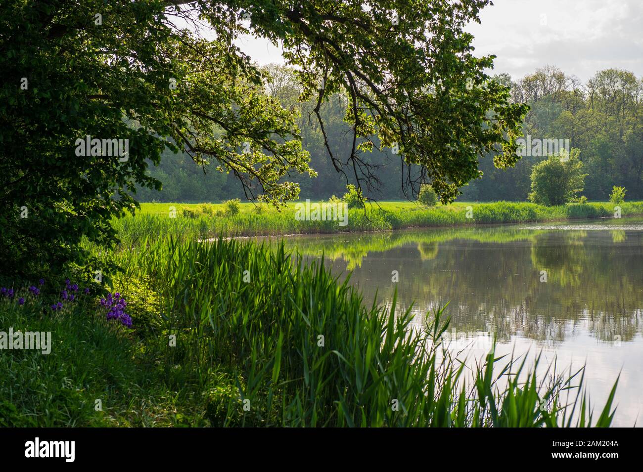 spring nature forest sprout Stock Photo - Alamy