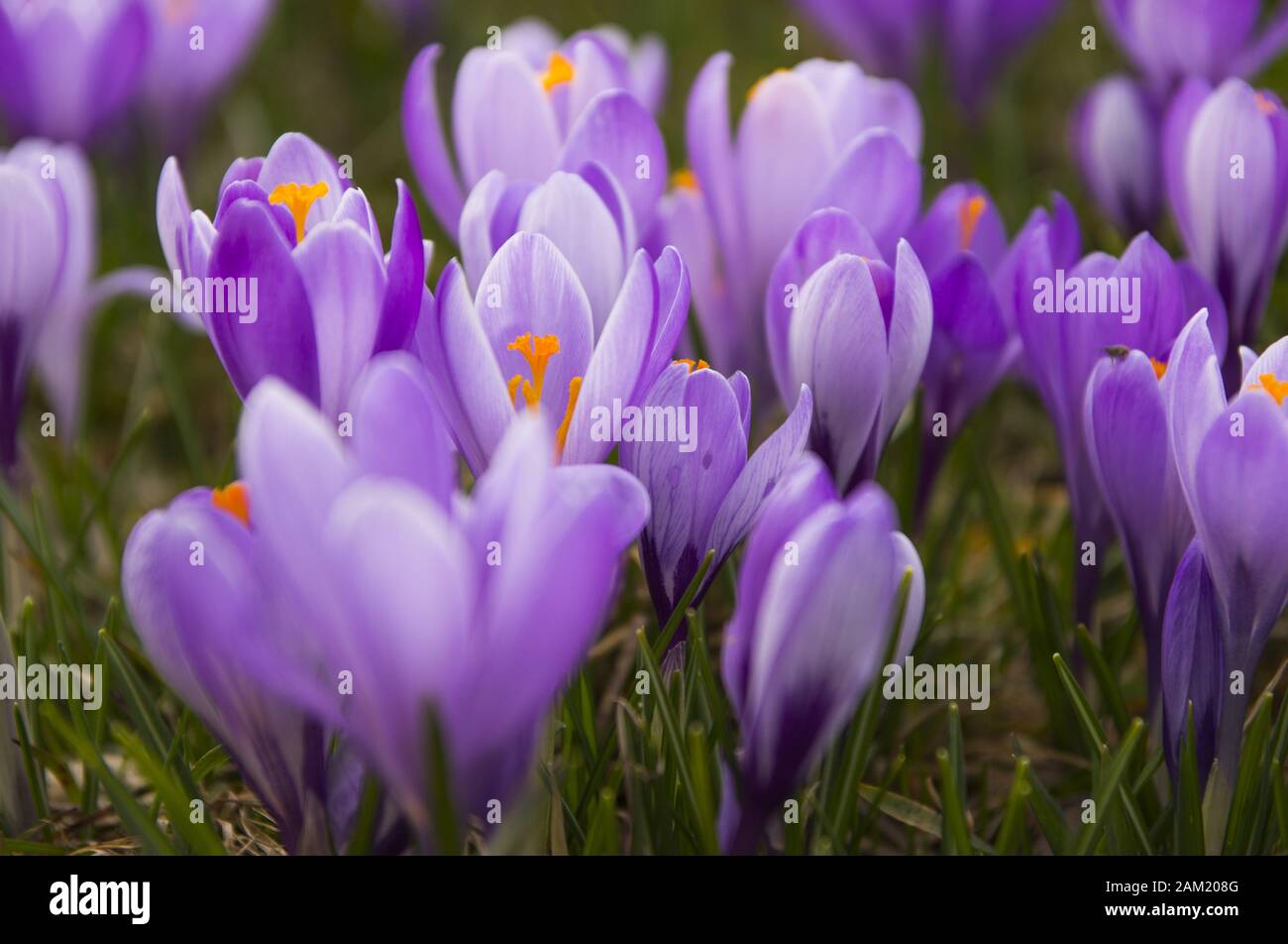 spring nature forest sprout Stock Photo - Alamy