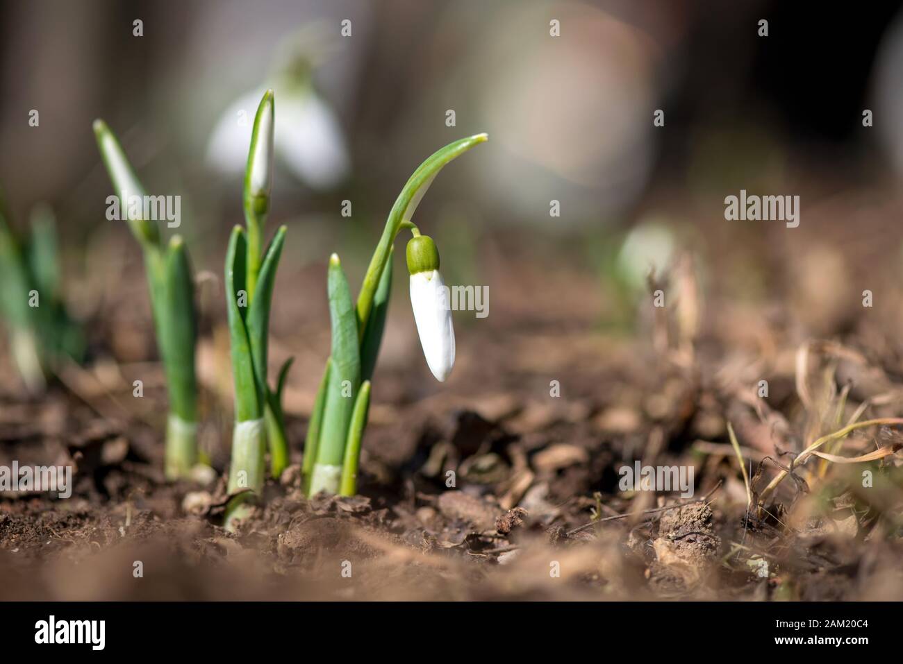 spring nature forest sprout Stock Photo - Alamy