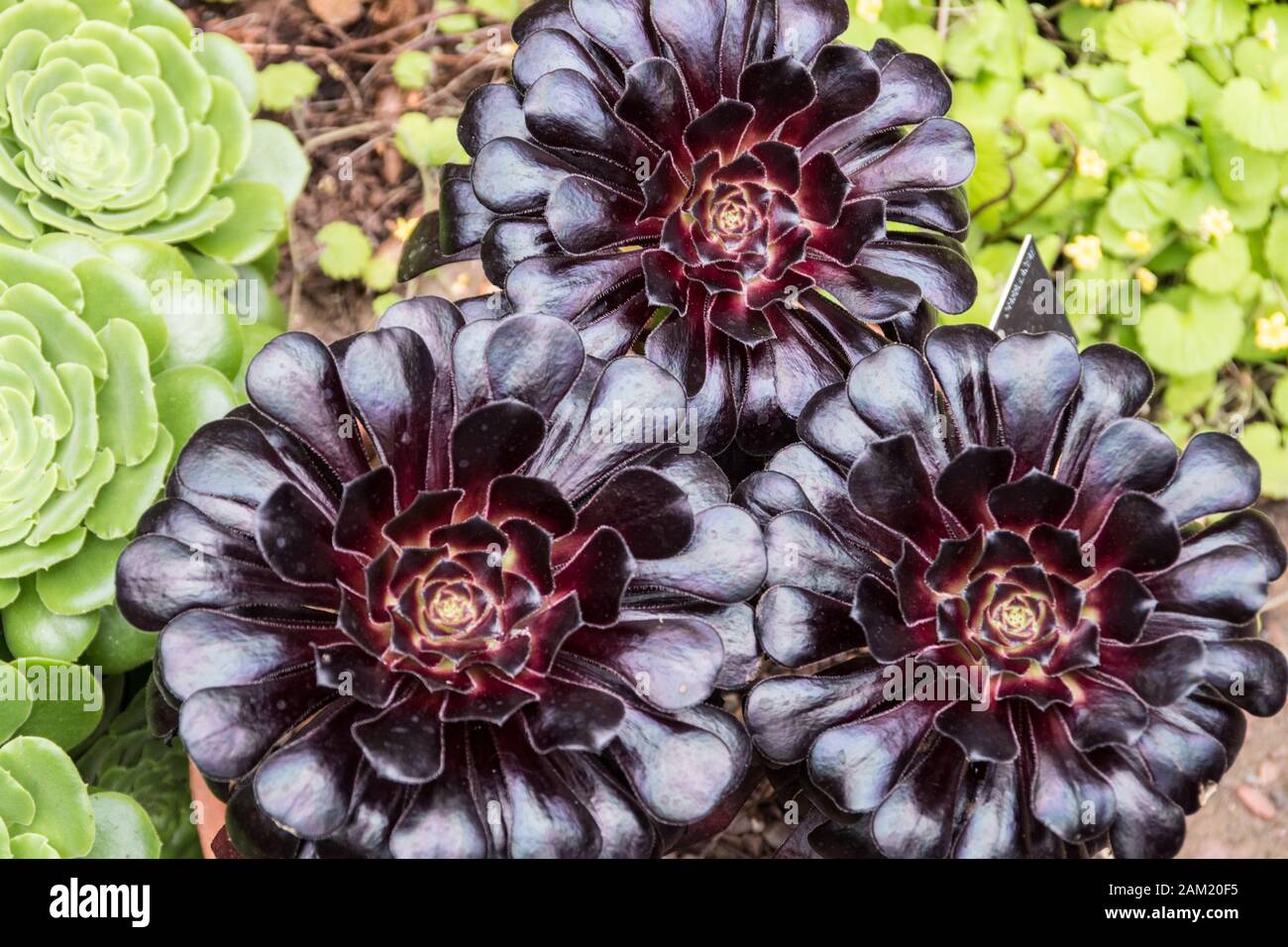 Exotic and beautiful plants Stock Photo - Alamy