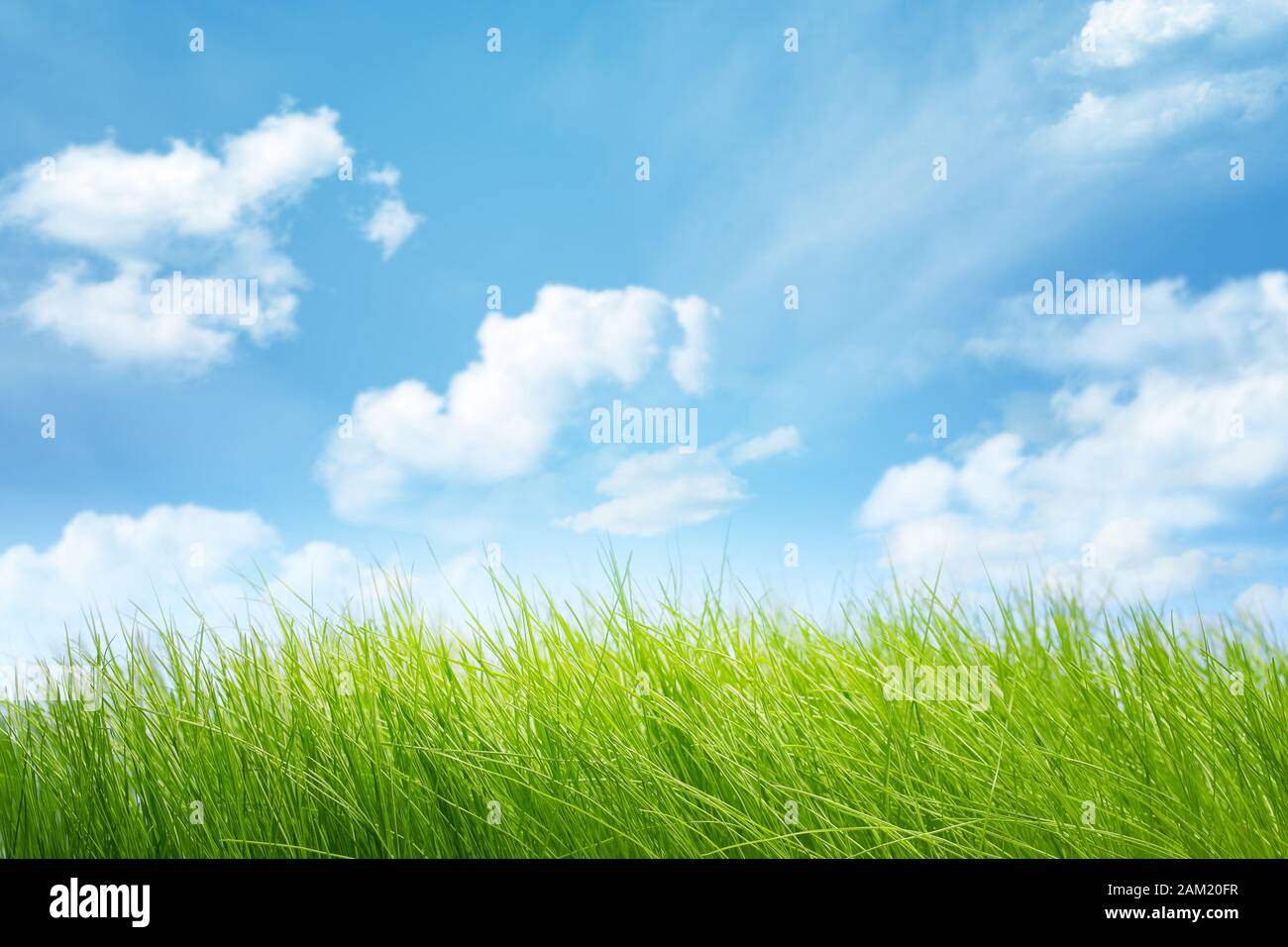 spring nature forest sprout Stock Photo - Alamy