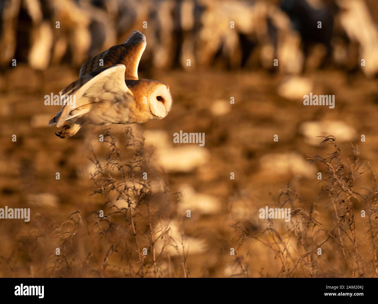 A wild Barn Owl (Tyro Alba) in flight in golden evening sunlight ...