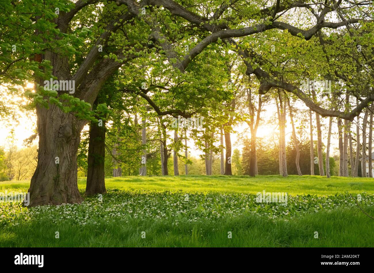 spring nature forest sprout Stock Photo - Alamy