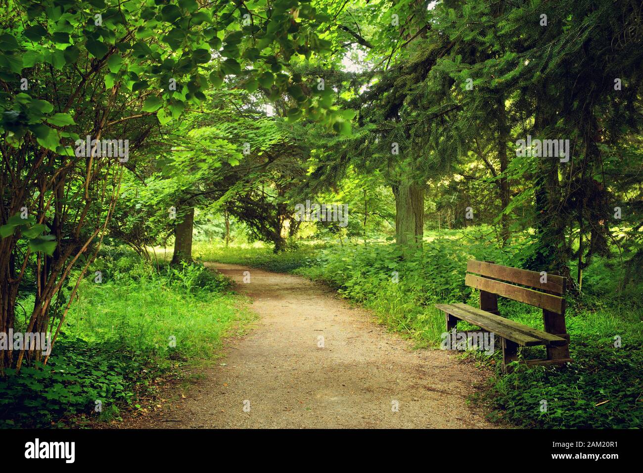 spring nature forest sprout Stock Photo - Alamy