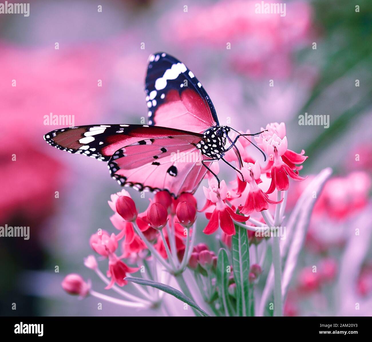 spring nature forest sprout Stock Photo - Alamy