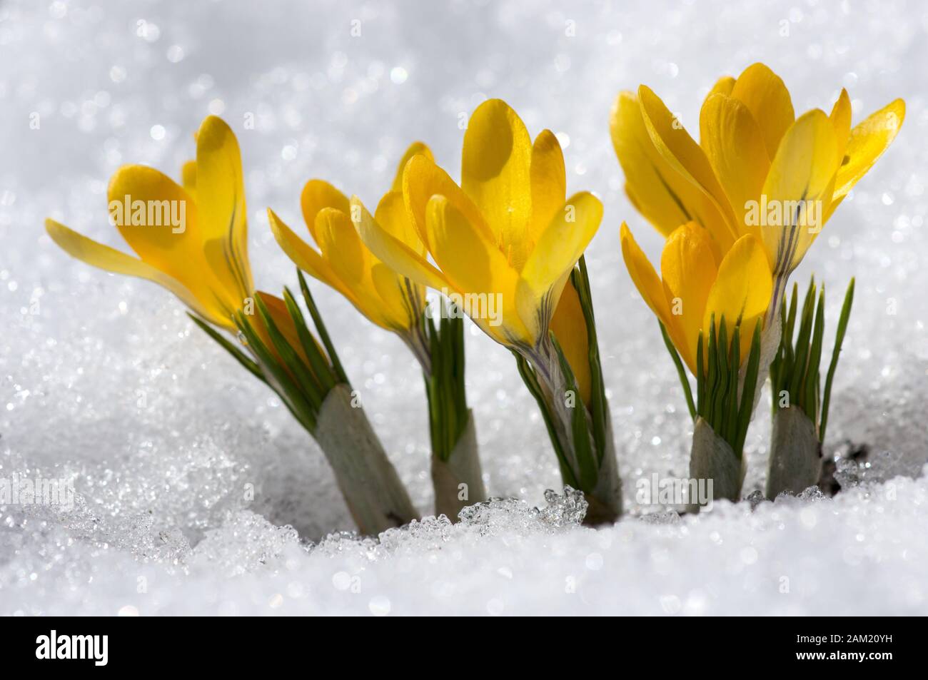 spring nature forest sprout Stock Photo - Alamy