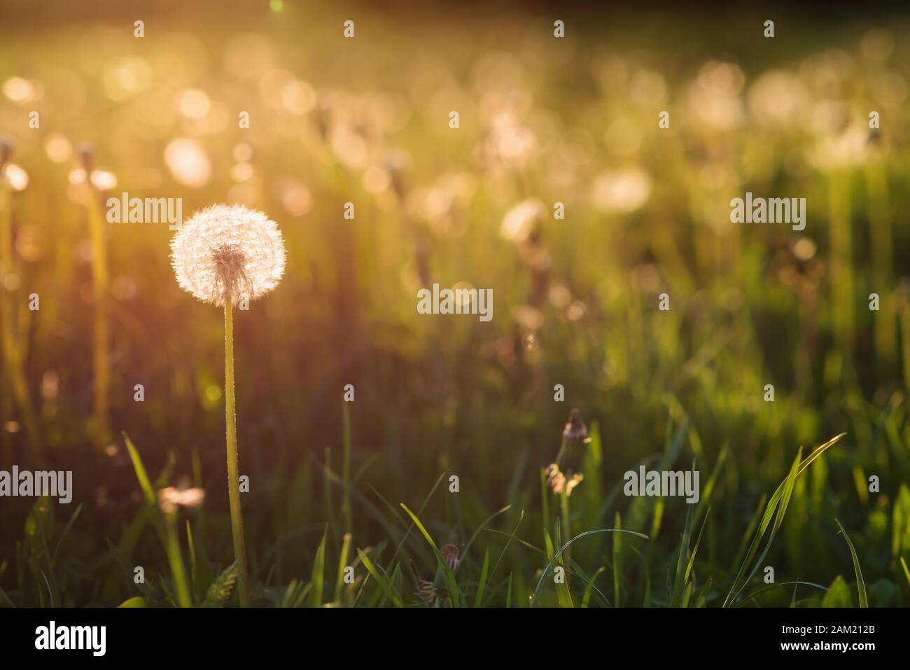 spring nature forest sprout Stock Photo - Alamy