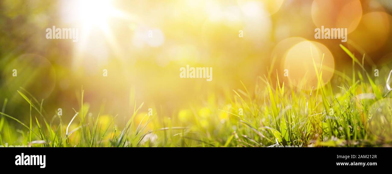spring nature forest sprout Stock Photo - Alamy