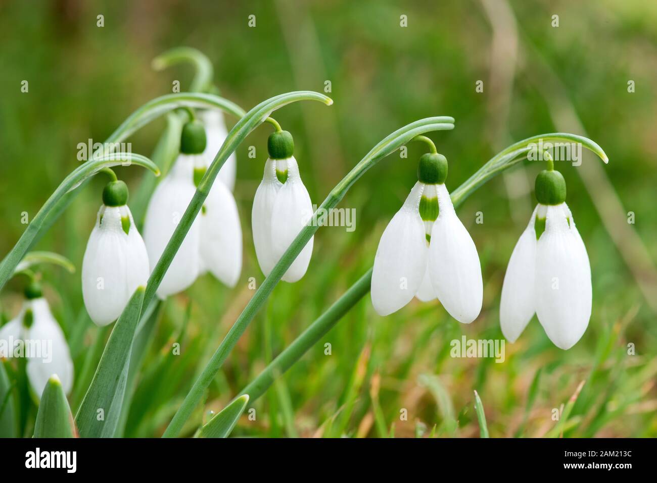 Best sprout hi-res stock photography and images - Alamy