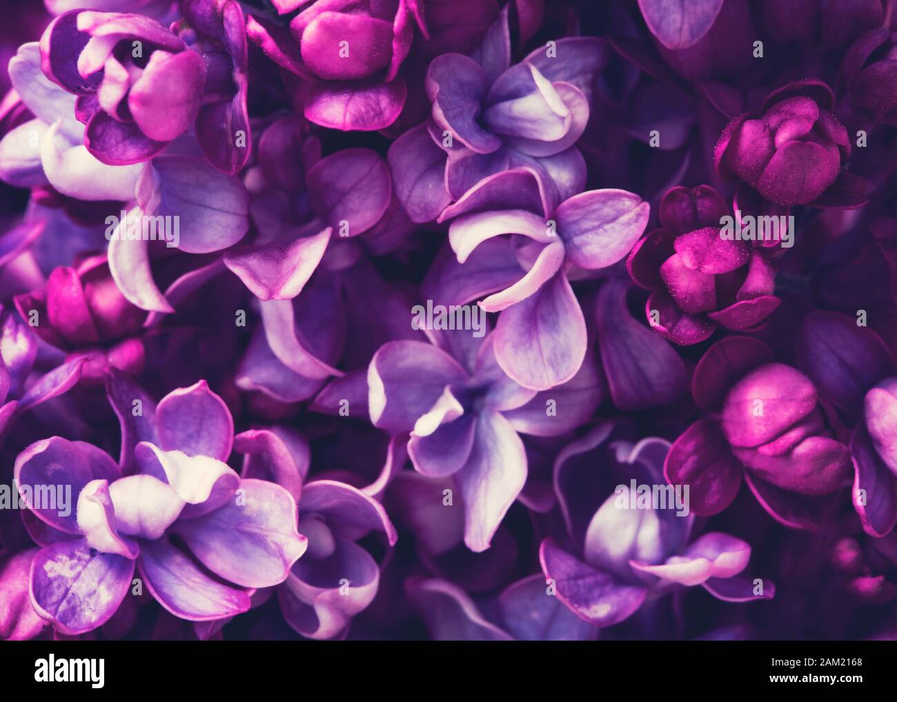 spring nature forest sprout Stock Photo - Alamy