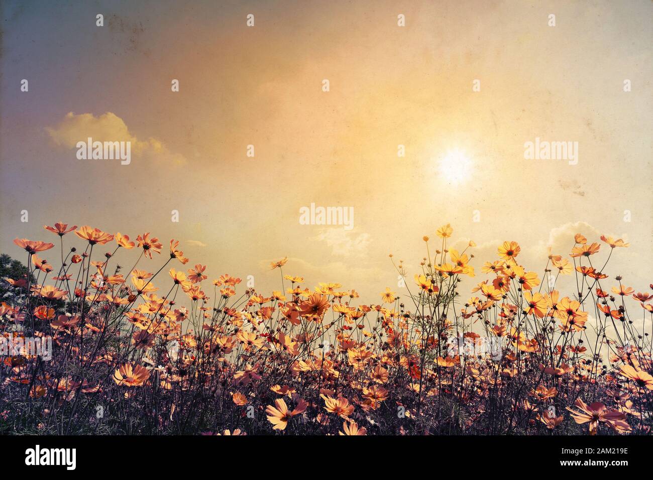 spring nature forest sprout Stock Photo - Alamy