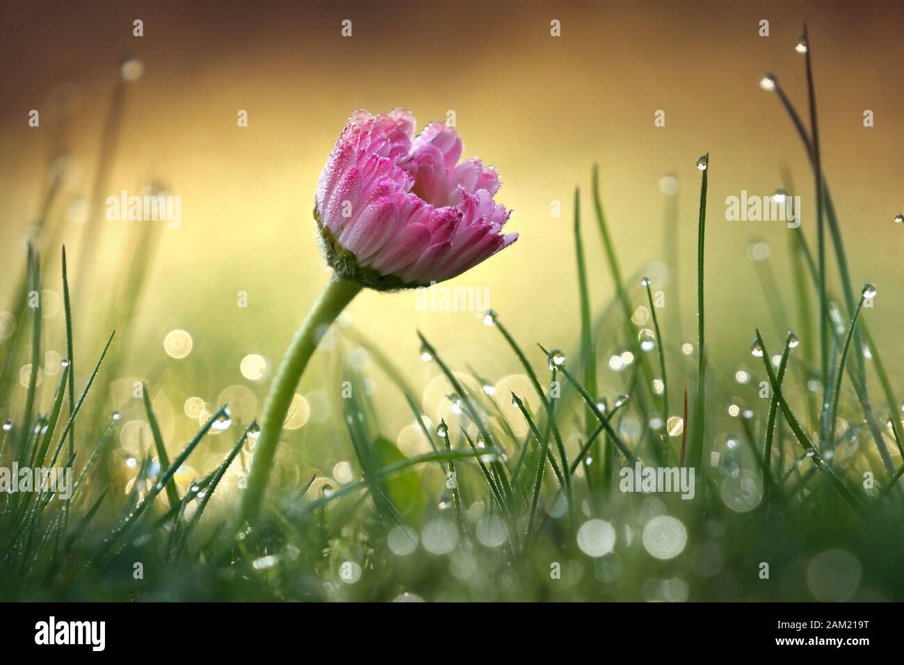 spring nature forest sprout Stock Photo - Alamy