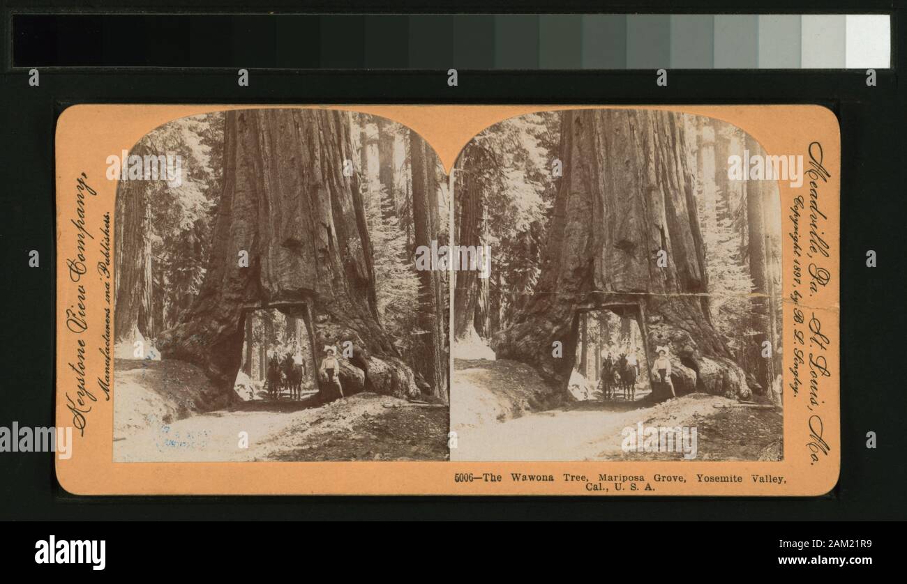 The Wawona Tree, Mariposa Grove, Yosemite Valley, Cal USA The Wawona ...