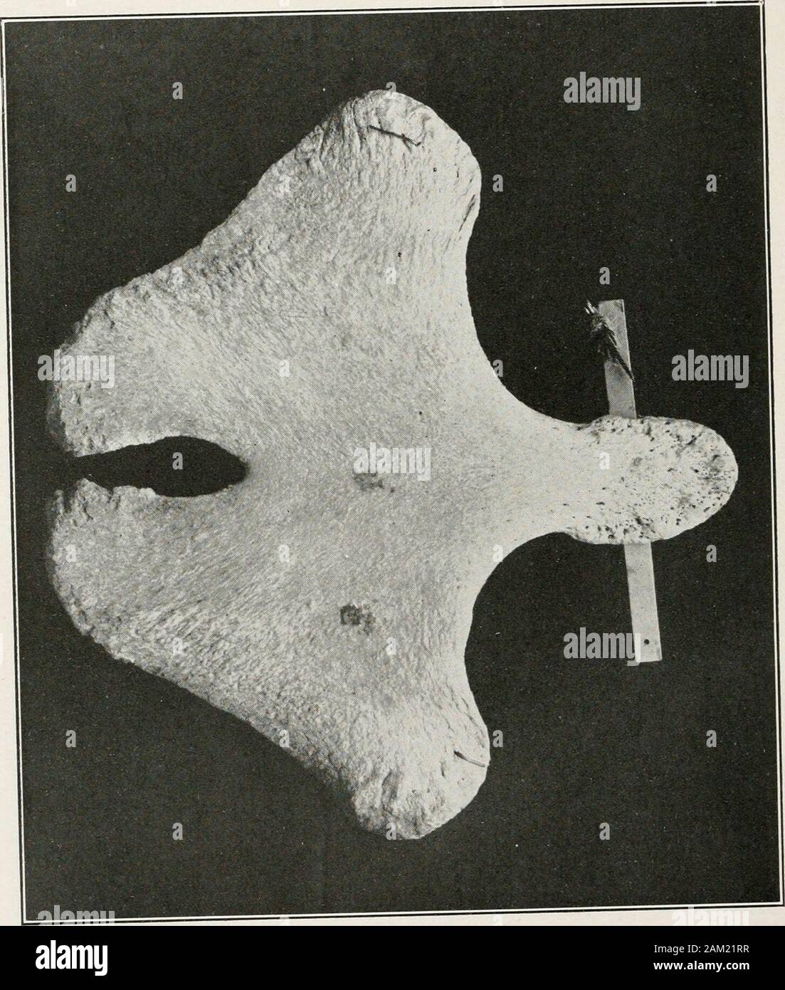 Proceedings of the United States National Museum . Blue Whale. Anterior ...