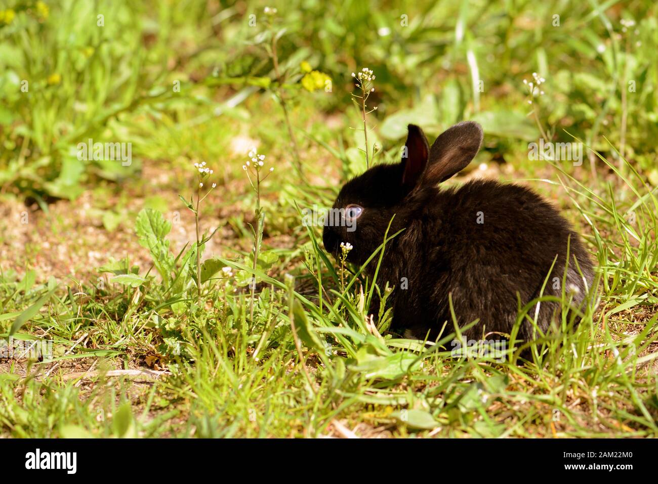 Black and white rabbit grass hi-res stock photography and images - Alamy