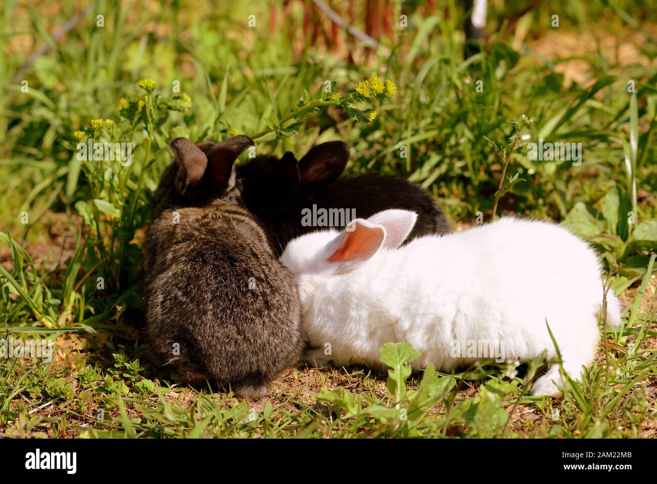 Cute rabbits hi-res stock photography and images - Alamy