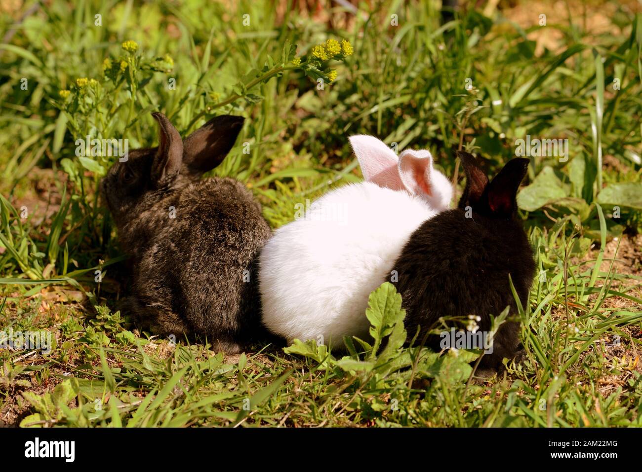 Cute rabbits hi-res stock photography and images - Alamy