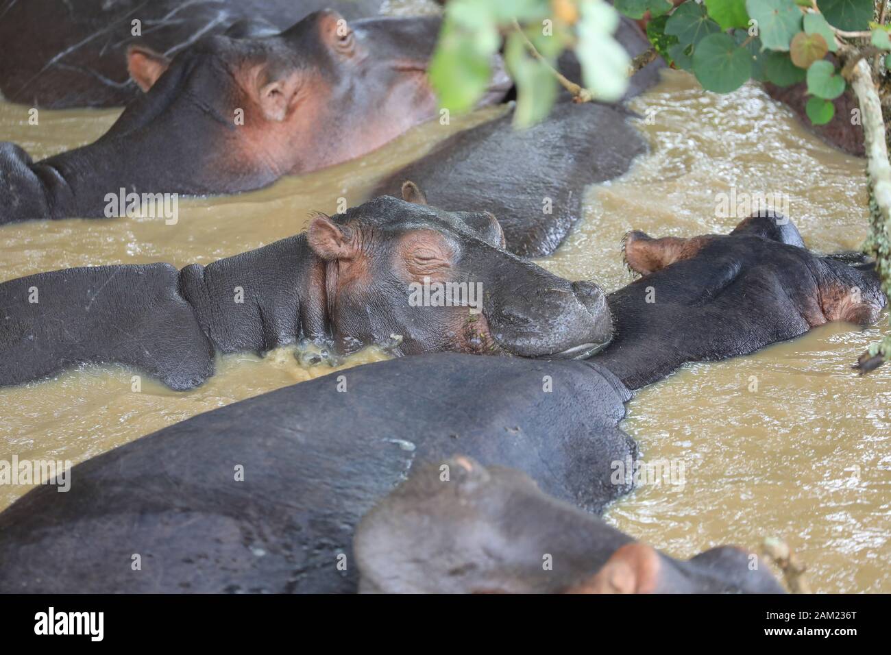 Hippo family hi-res stock photography and images - Alamy