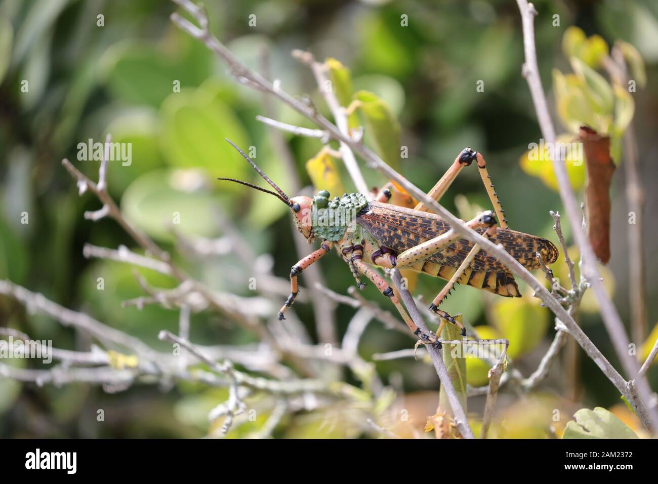 South african grasshopper hi-res stock photography and images - Alamy
