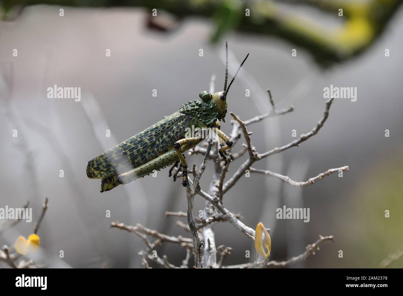 South african grasshopper hi-res stock photography and images - Alamy