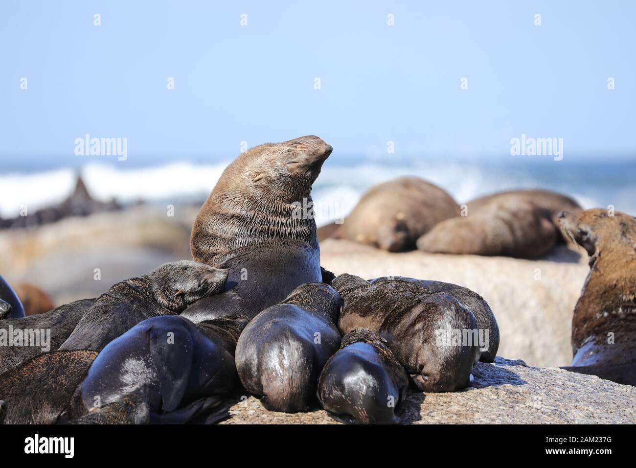 Sea bears in South Africa Stock Photo - Alamy