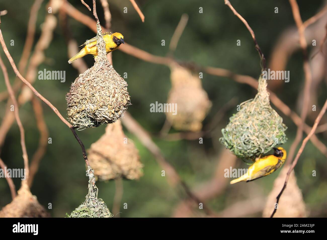 Baya bird hi-res stock photography and images - Alamy