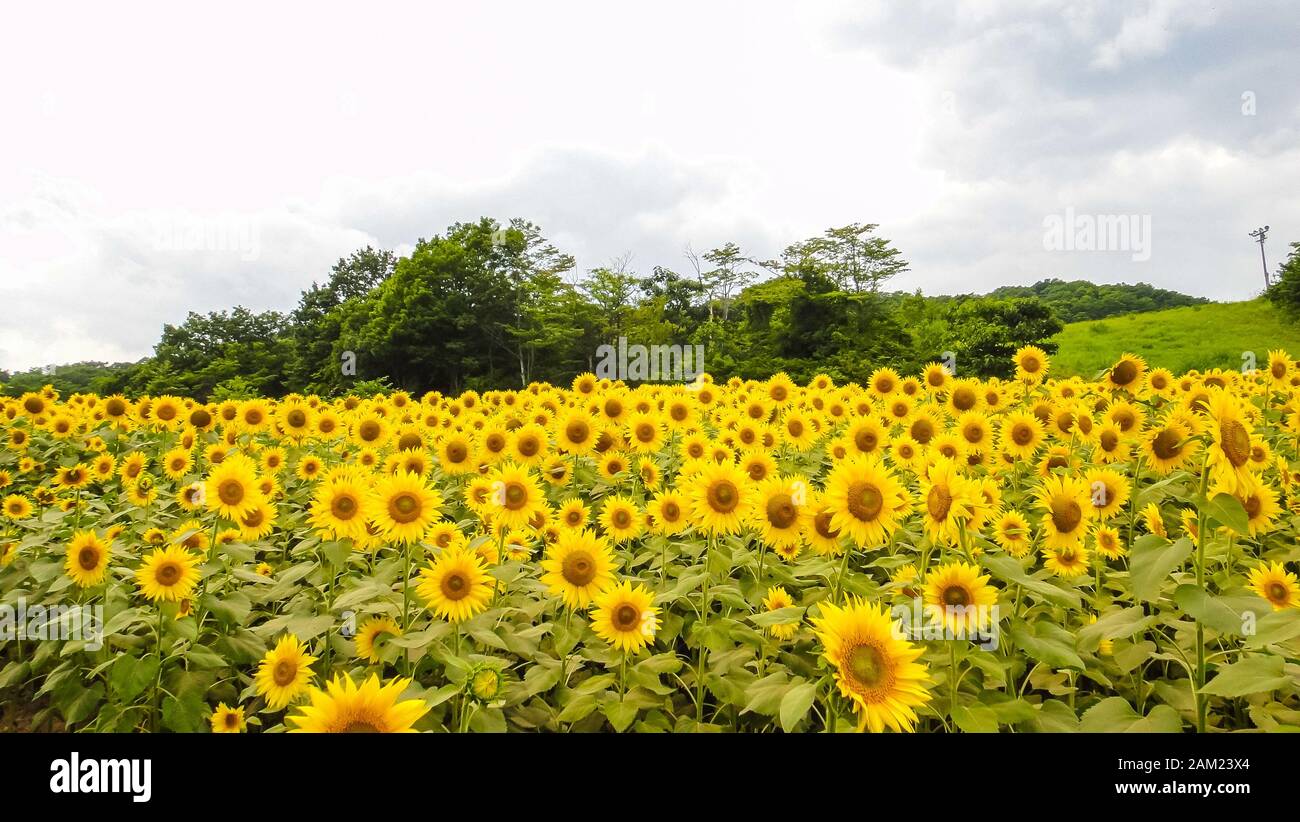 Japan flower fields hi-res stock photography and images - Alamy
