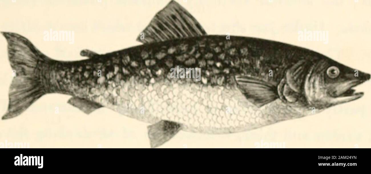 Fauna de new york hi-res stock photography and images - Alamy