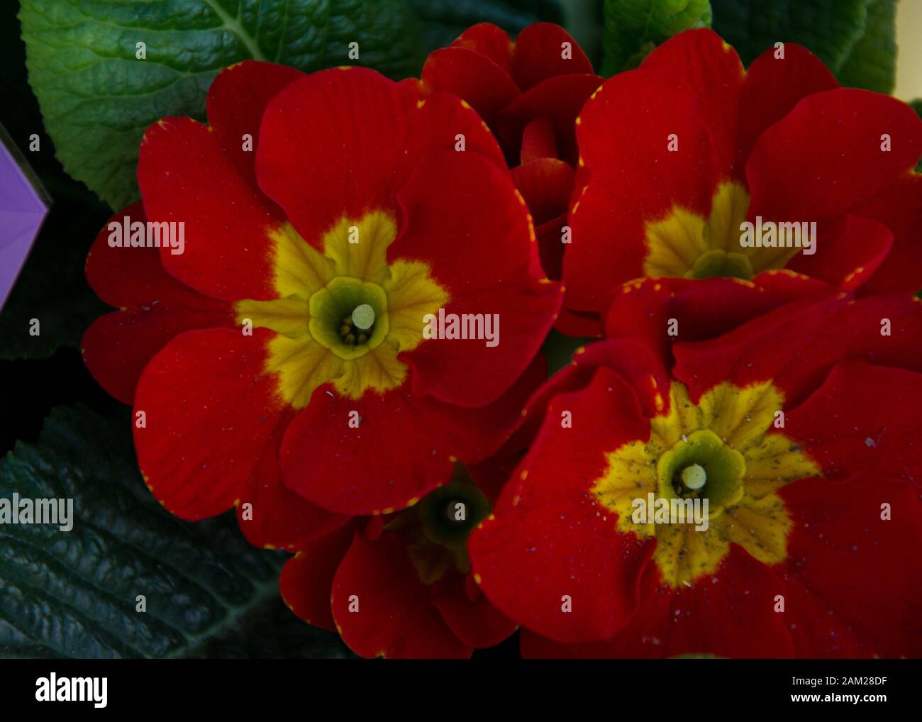 Red blooming primrose flower. Close-up of the blossoming plant primula ...