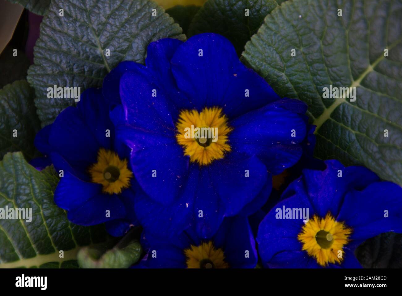Blue blooming primrose flower. Close-up of the blossoming plant primula ...