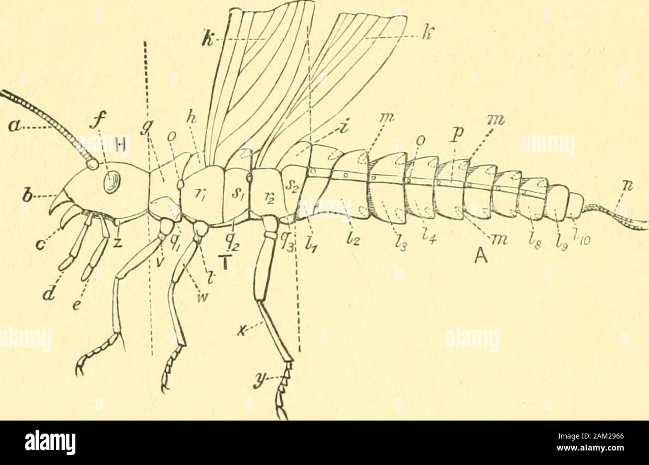 The Journal of microscopy and natural science . , Vesicula seminalis ...