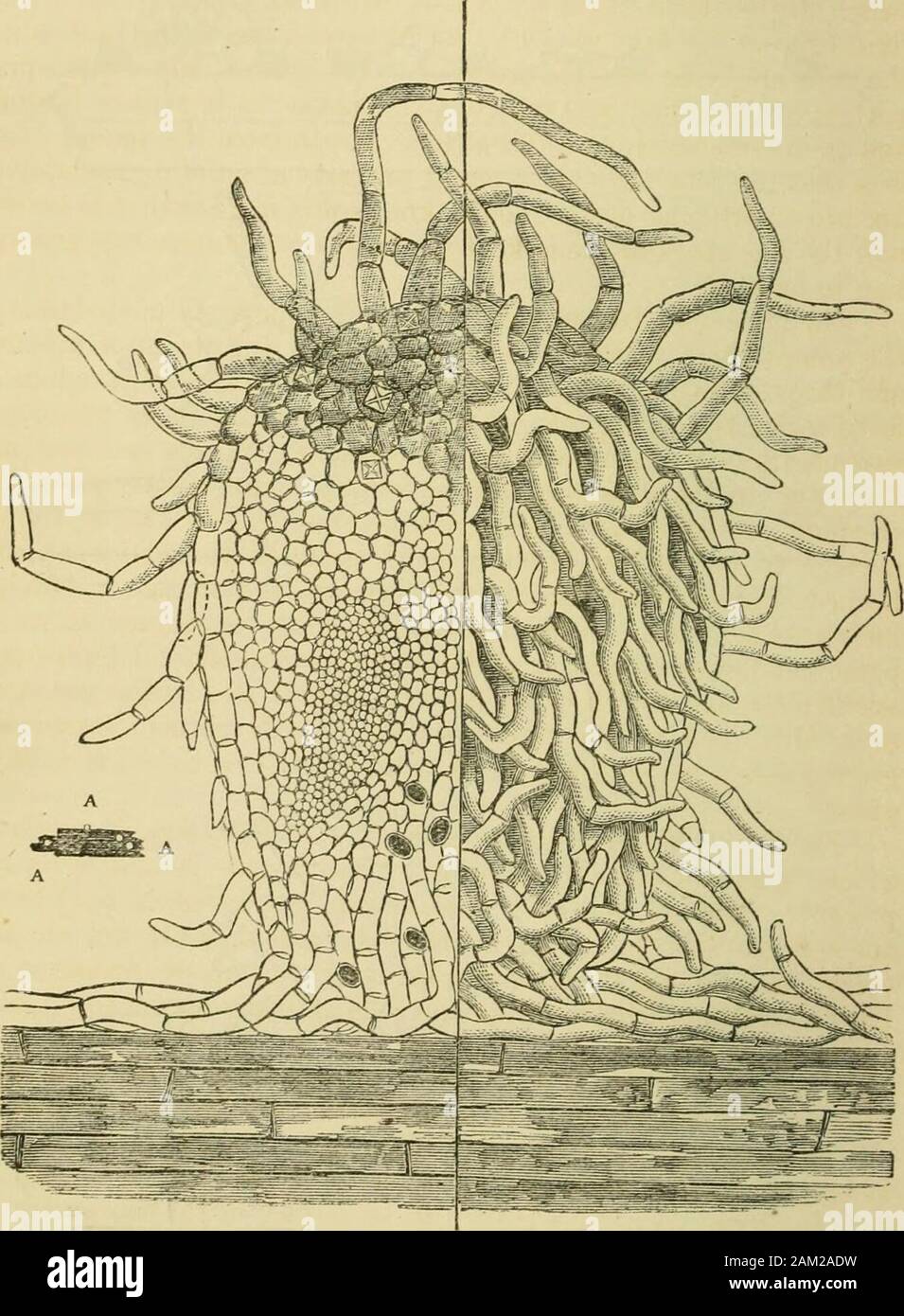 Coprinus radiatus hi-res stock photography and images - Alamy