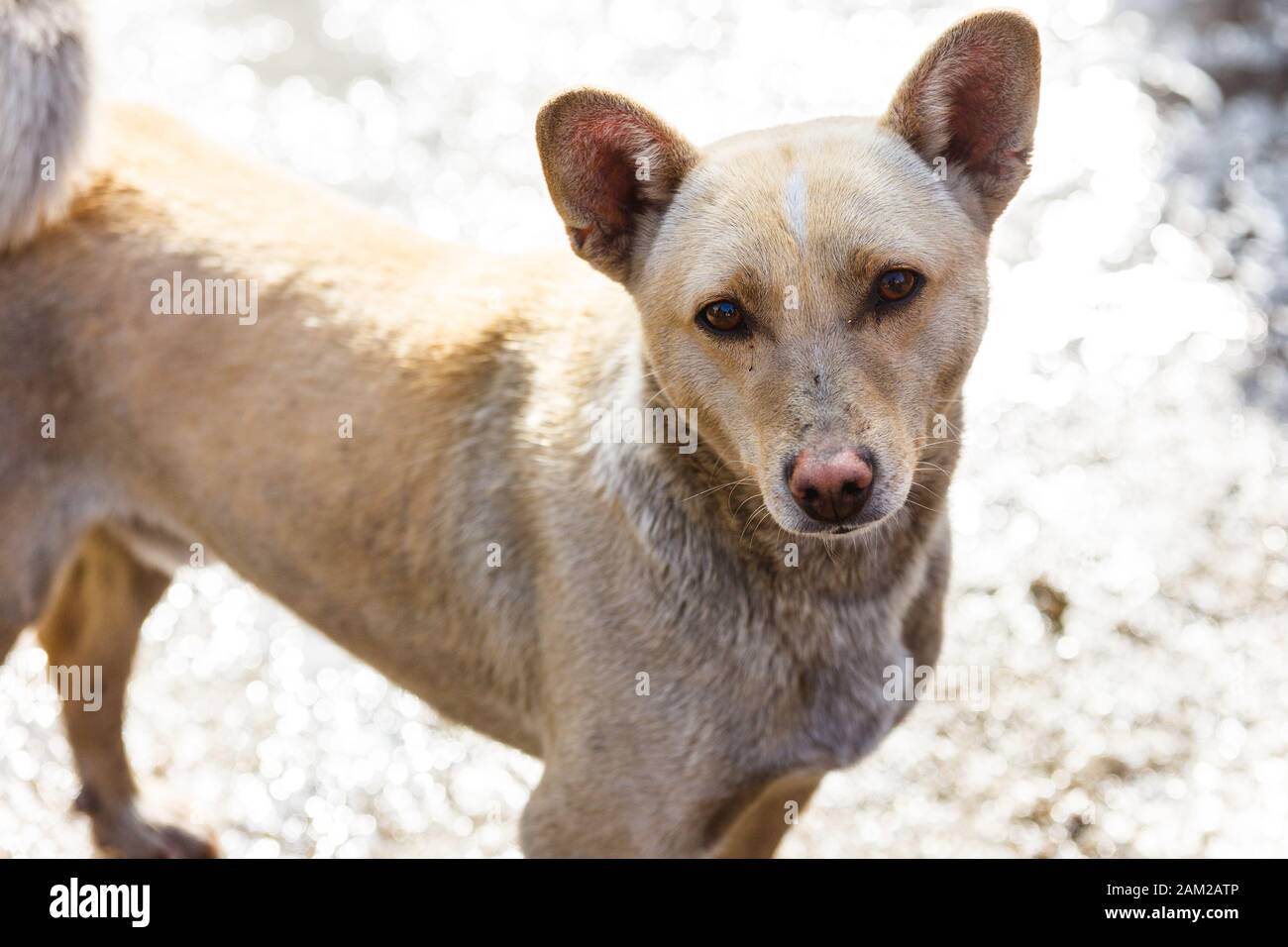 Large portrait of a stray dog looking into the camera. The plaintive ...