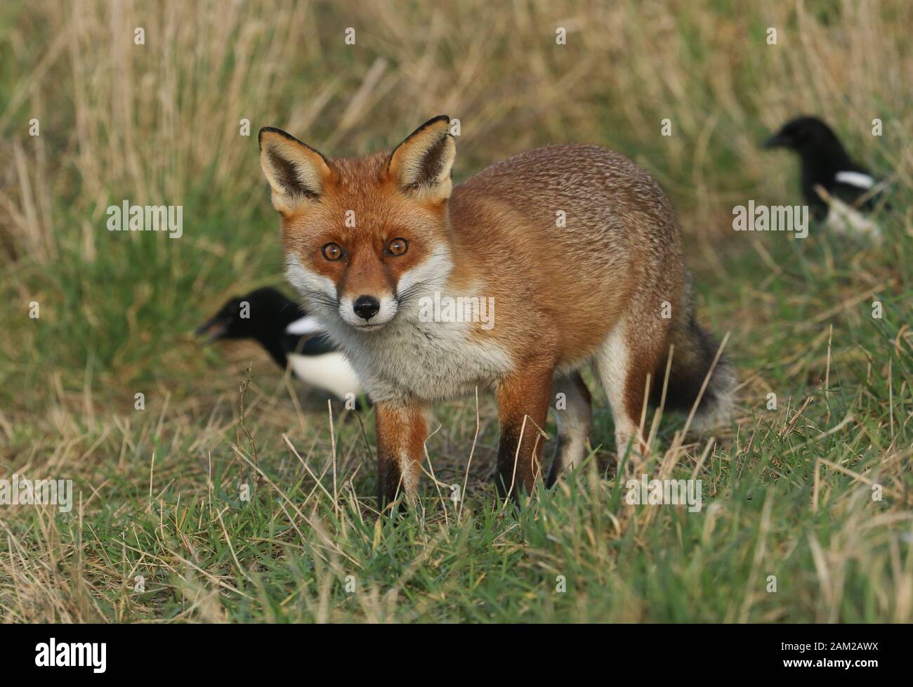 A magnificent hunting wild Red Fox, Vulpes vulpes, standing in a field ...