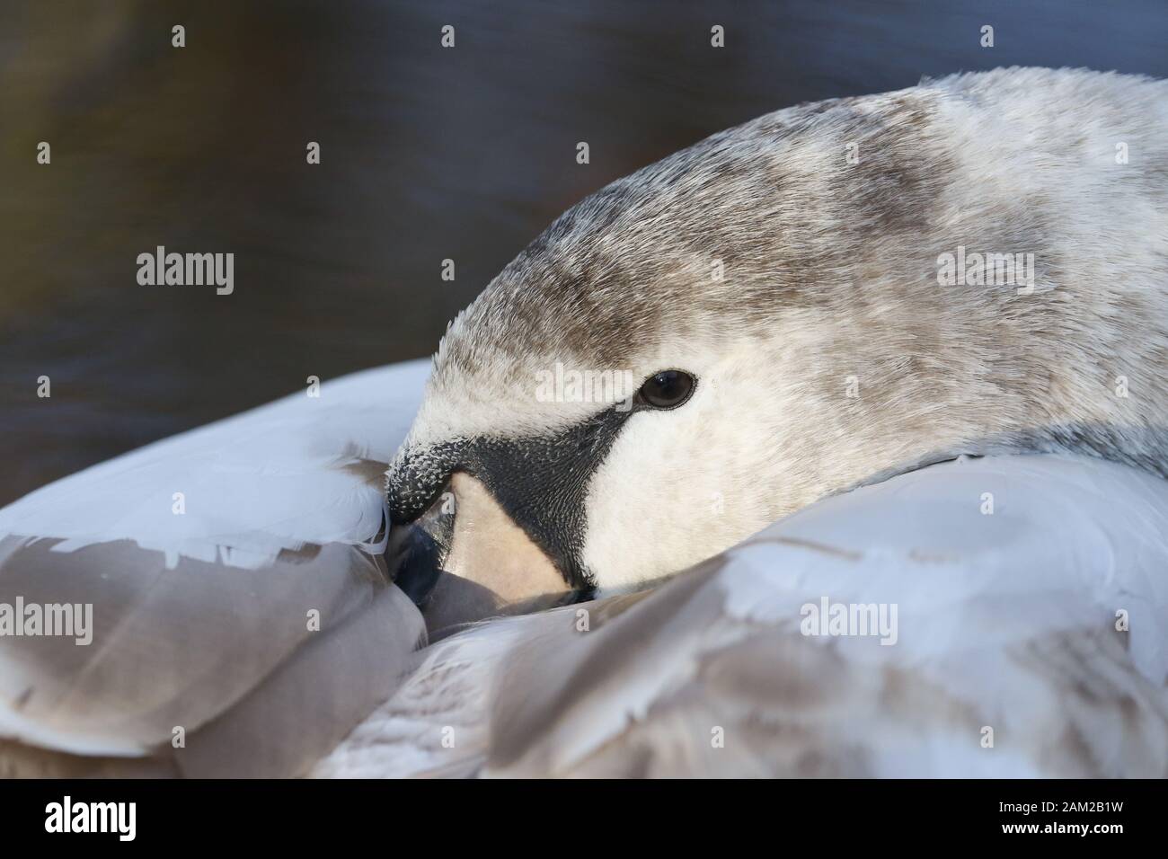 Juvenile black swan hi-res stock photography and images - Alamy