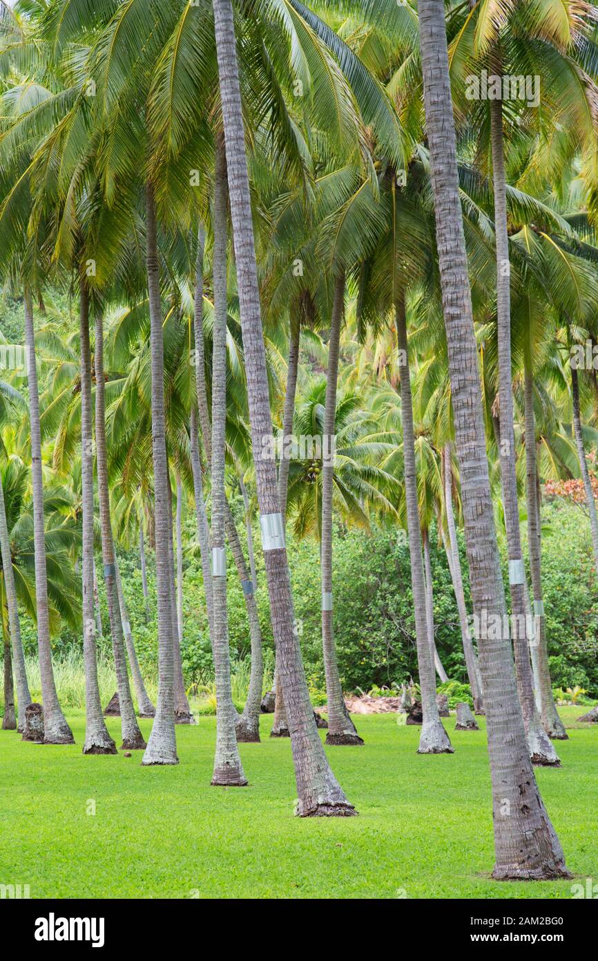 Coconut trees, Moorea, Society Islands, French Polynesia Stock Photo ...