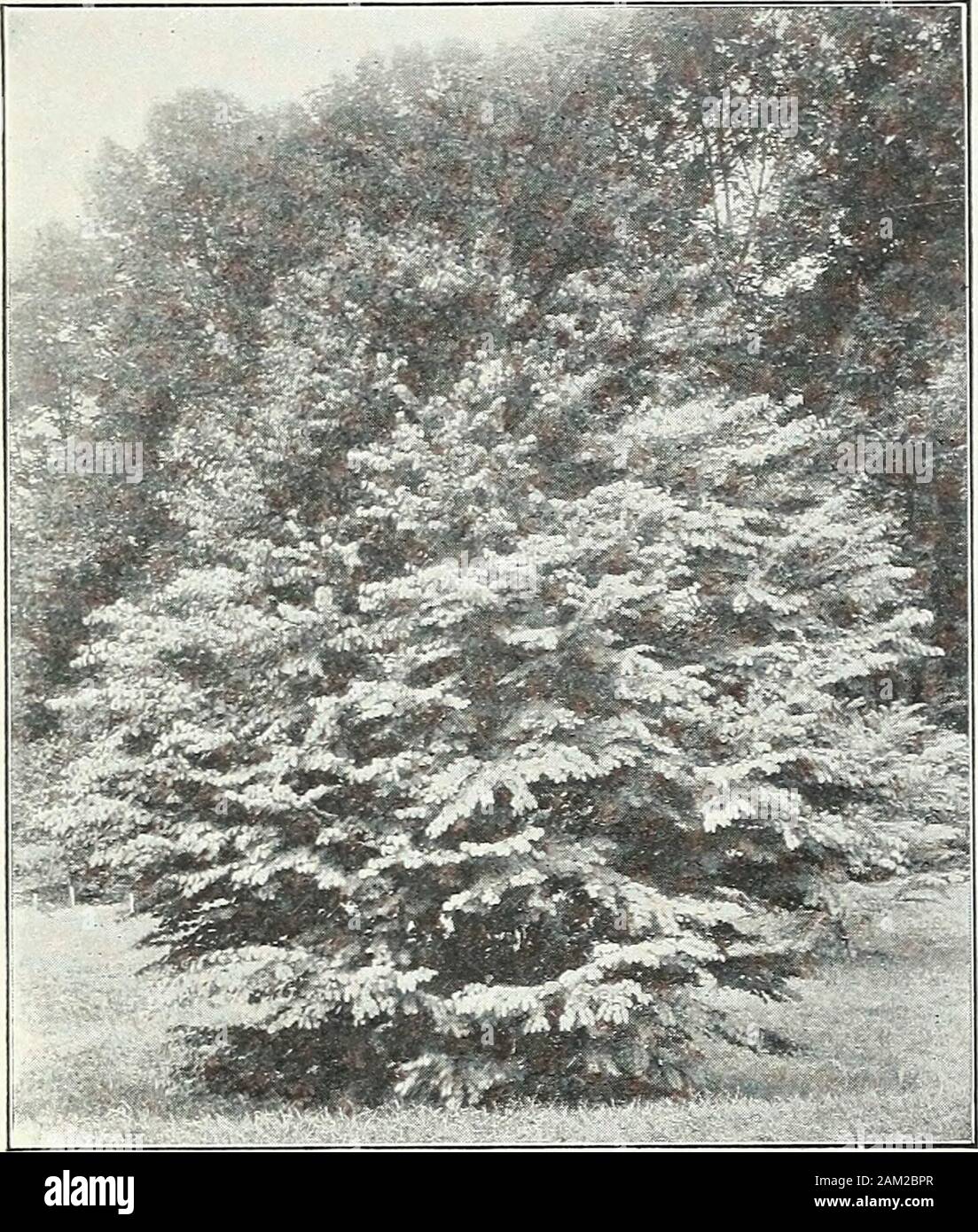 Japanese judas tree leaves hi-res stock photography and images - Alamy