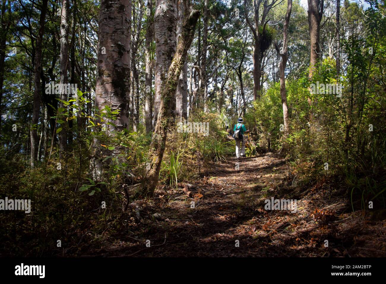 Hiking on the Whangamumu track with big kauri trees on the side of the ...