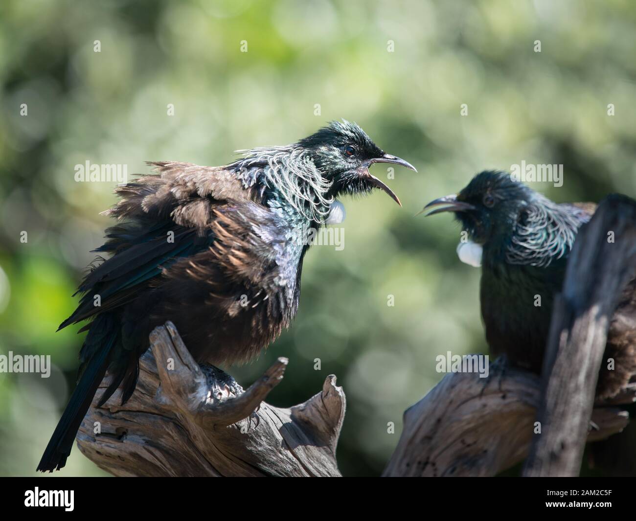 Tui birds hi-res stock photography and images - Alamy